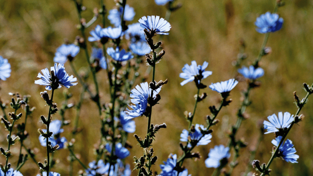 Growing Chicory from Seed: A Complete Guide to Cultivation and Uses