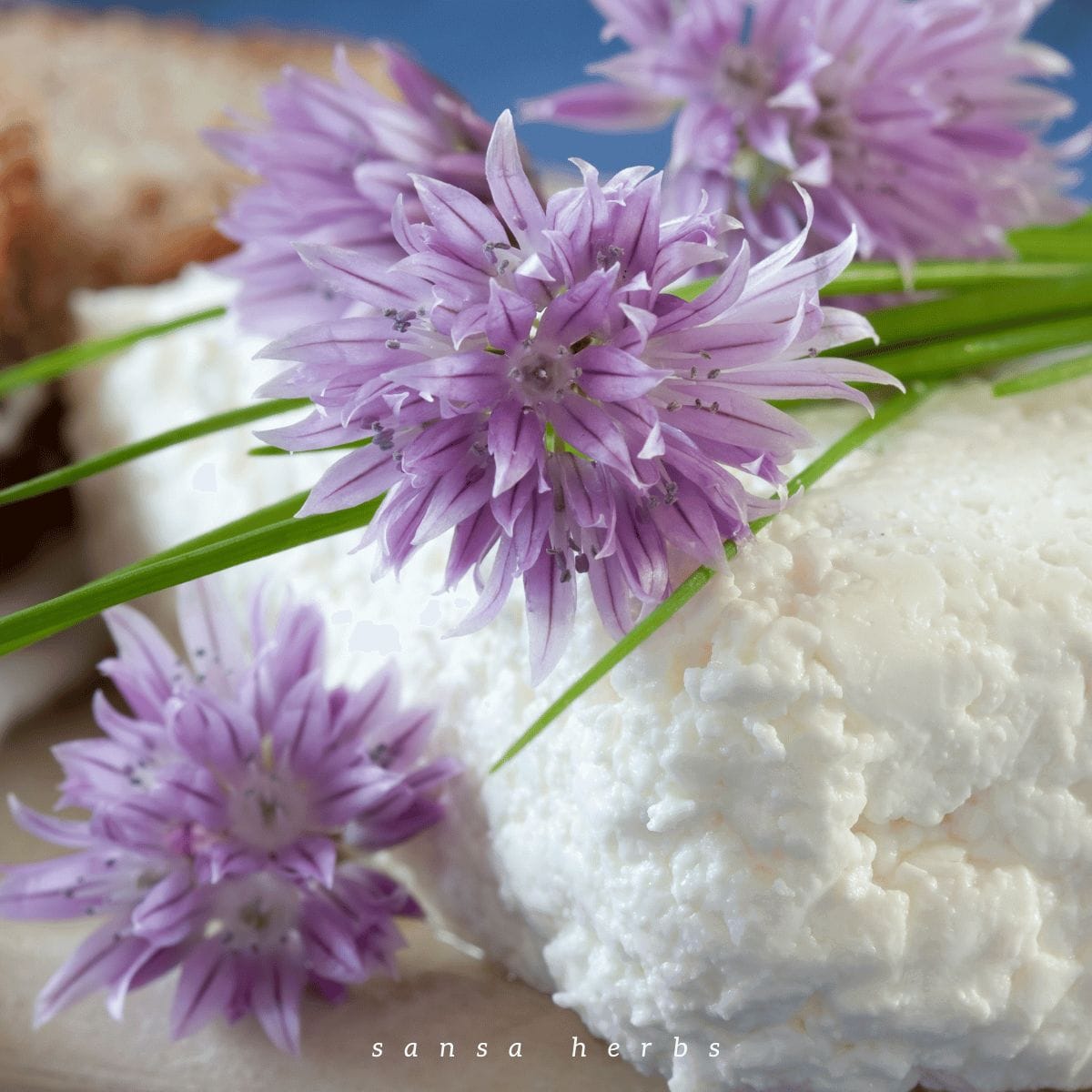 15 Best Edible Flowers to Grow: Add Beauty and Flavor