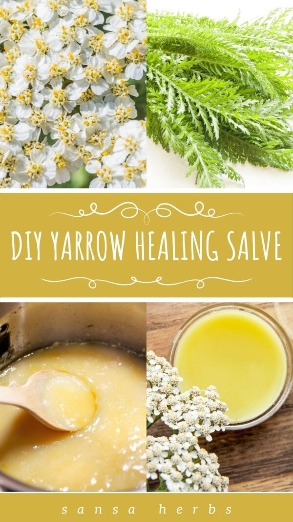 Yarrow Salve Benefits & Easy Herbal Salve Recipe