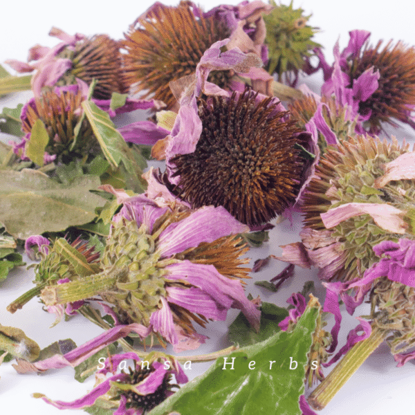 Growing Echinacea from Seed: A Simple Beginner’s Guide & Planting Tips
