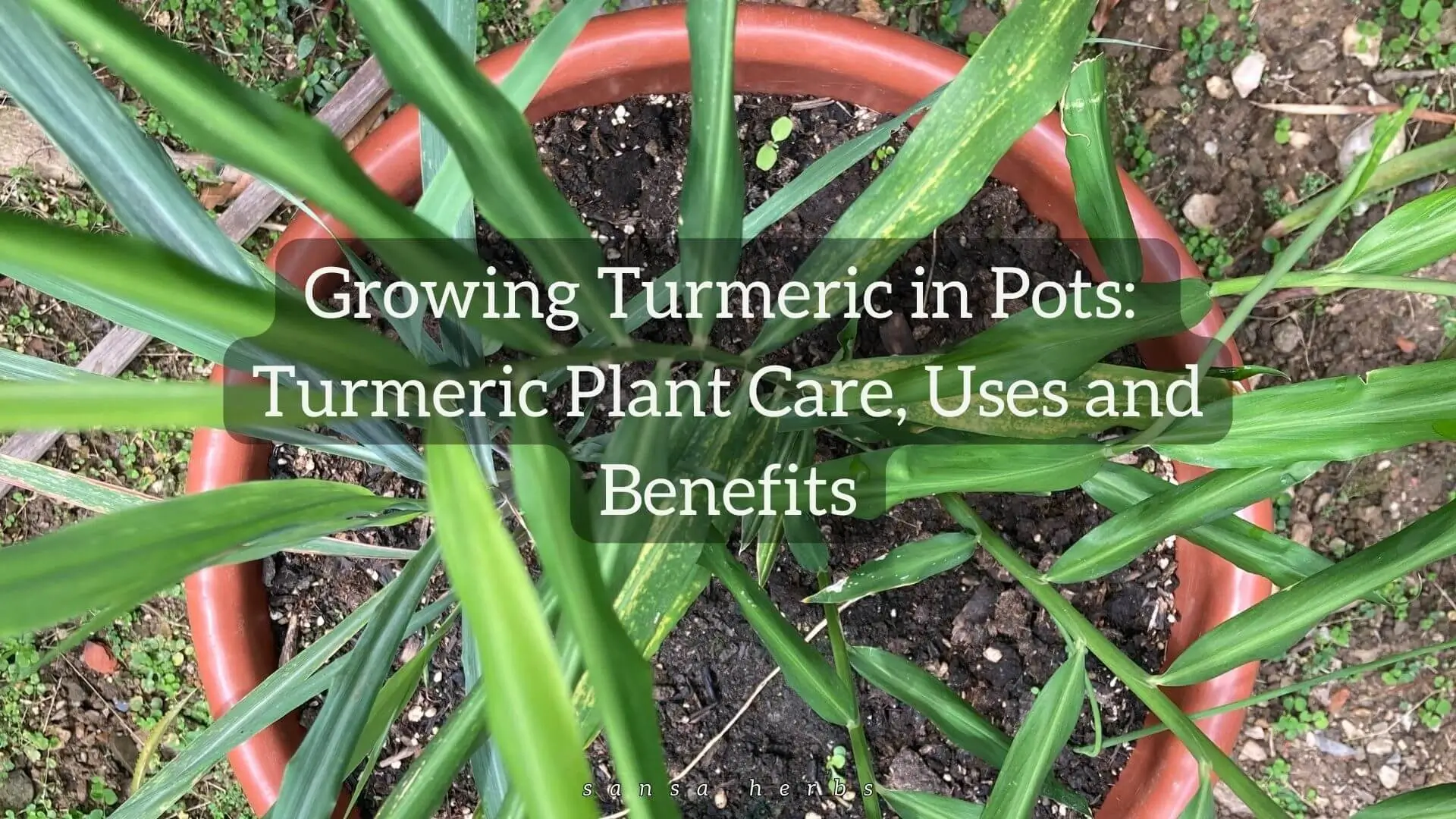 Growing Turmeric in Pots: A Complete Beginner’s Guide