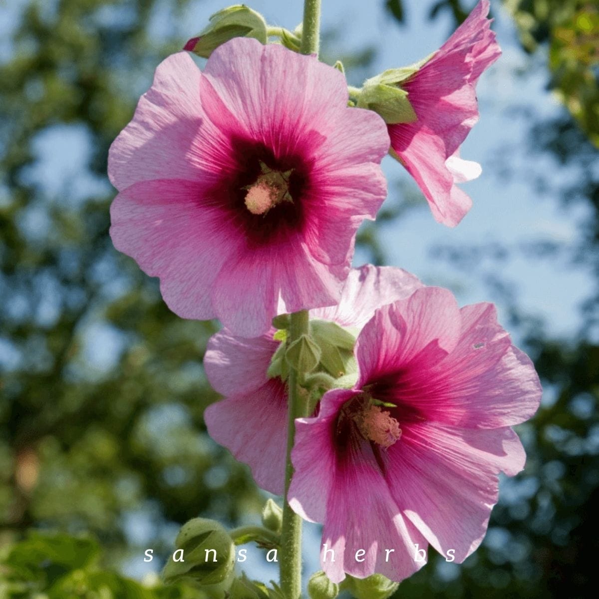15 Best Edible Flowers to Grow: Add Beauty and Flavor