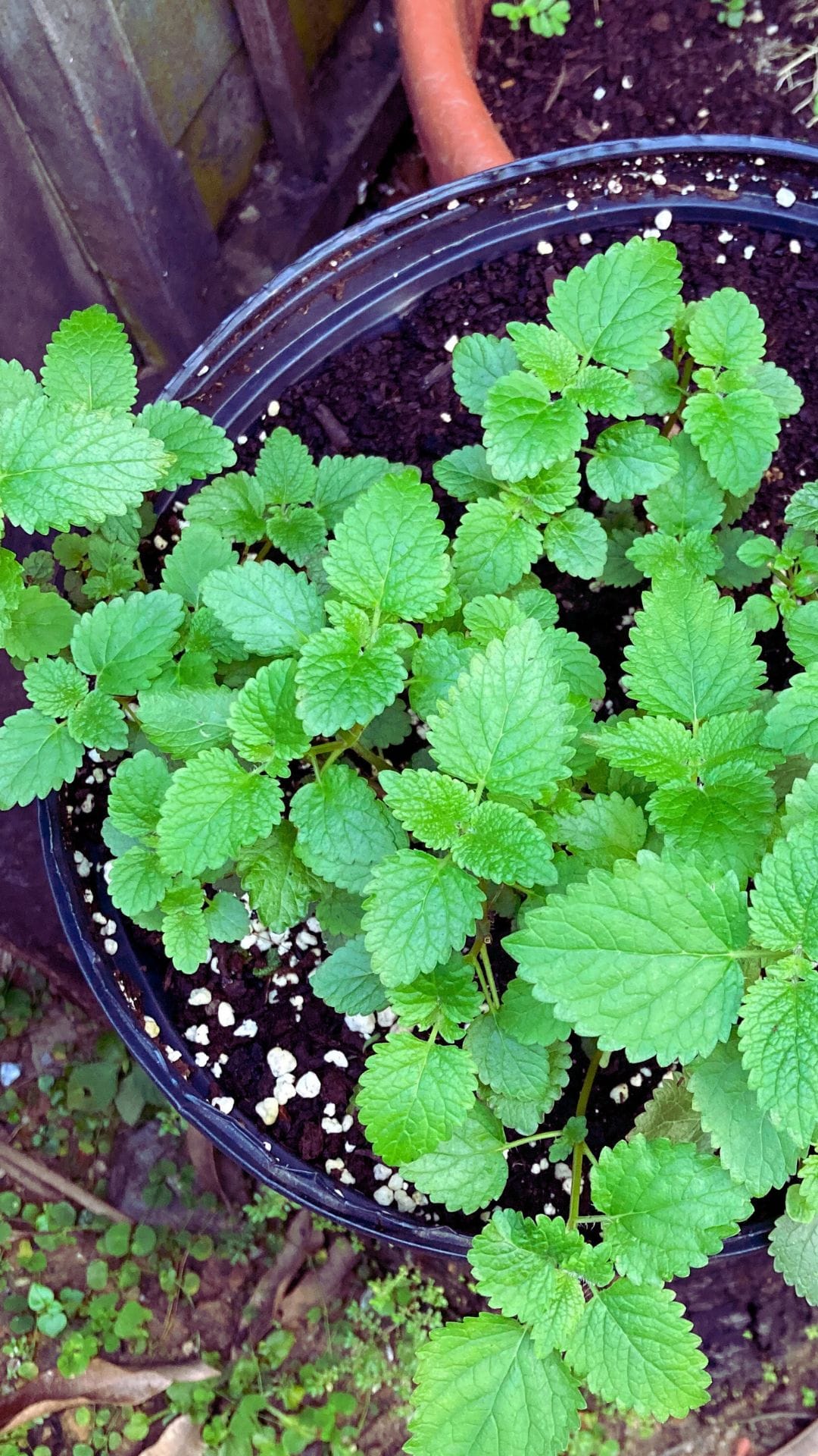 How to Grow Lemon Balm from Seed (For Beginners)