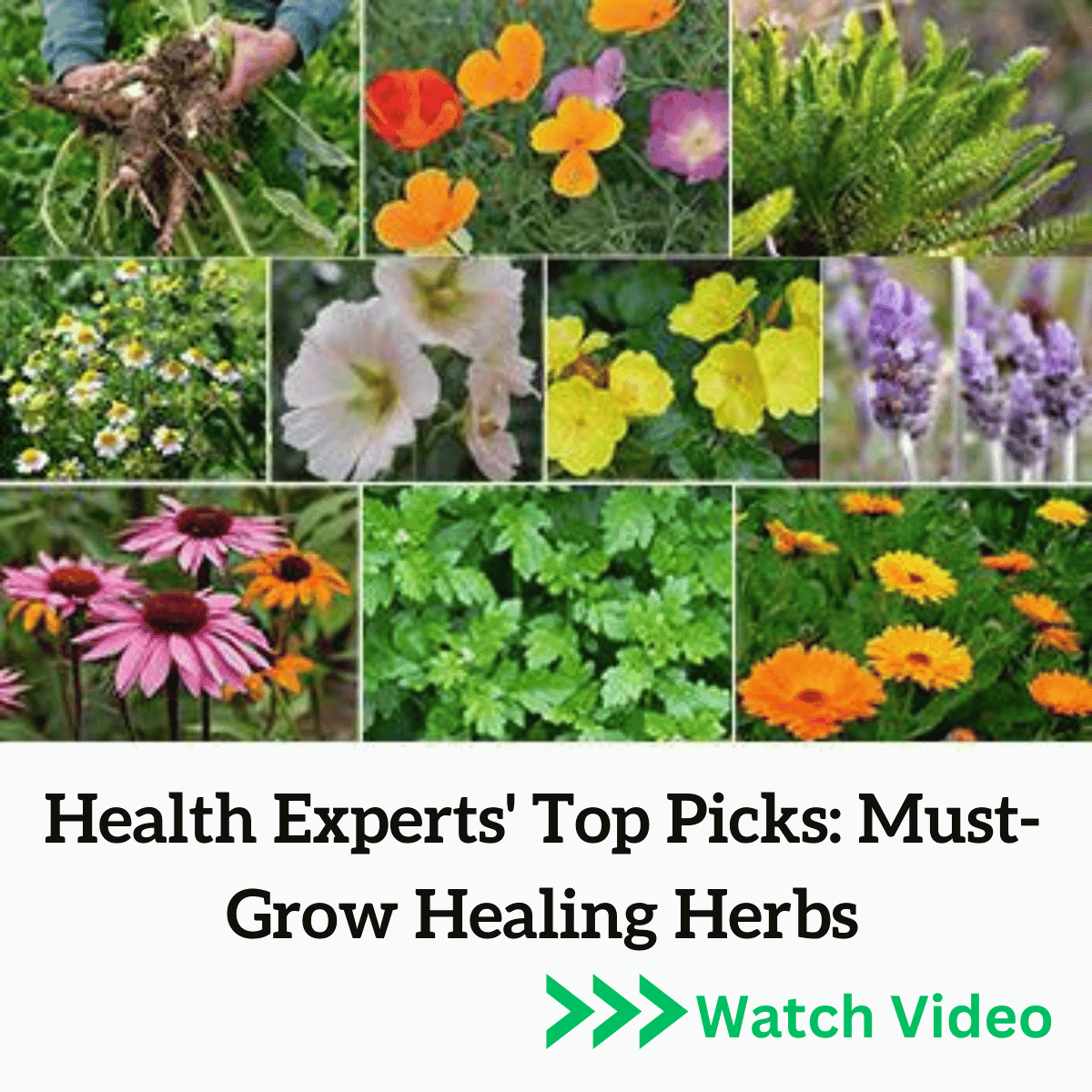 The Ancient History of Medicinal Herbs: From Royal Gardens to Modern ...
