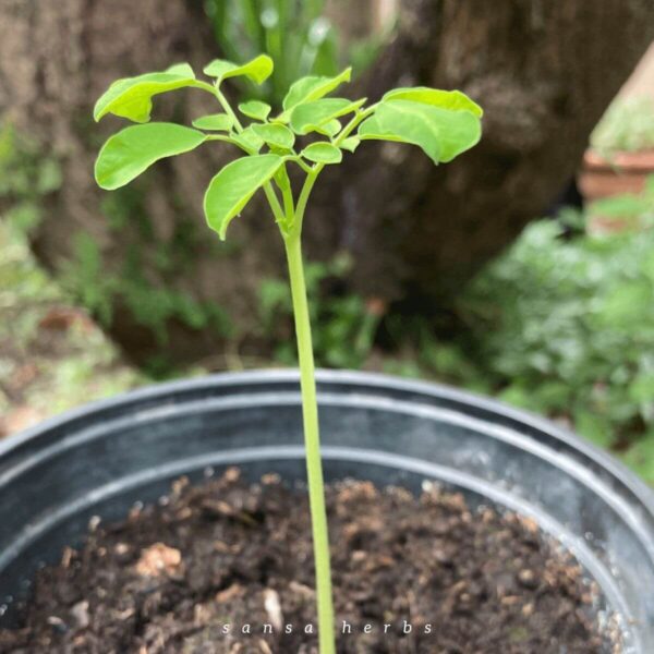 Growing Moringa from Seed: Transform Your Garden with Nature’s Most ...