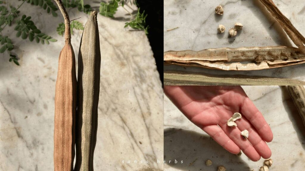 Growing Moringa from Seed: Transform Your Garden with Nature’s Most ...