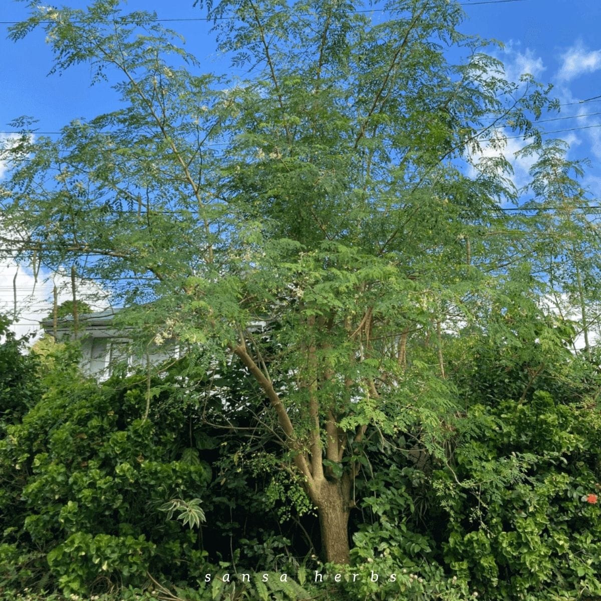 Growing Moringa from Seed: Transform Your Garden with Nature’s Most ...