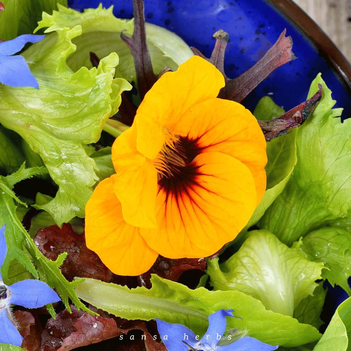 15 Best Edible Flowers to Grow: Add Beauty and Flavor
