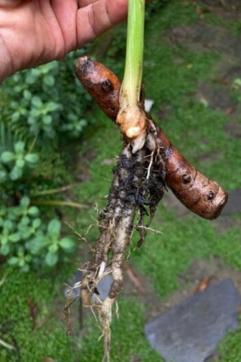 Growing Turmeric in Pots: A Complete Beginner’s Guide