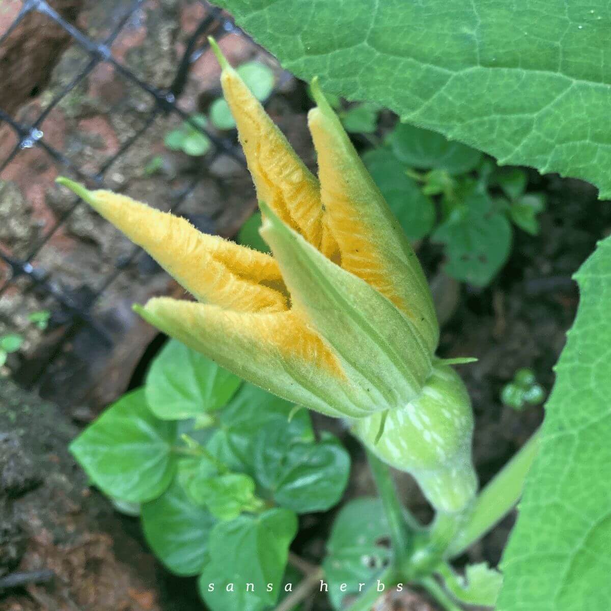 15 Best Edible Flowers to Grow: Add Beauty and Flavor