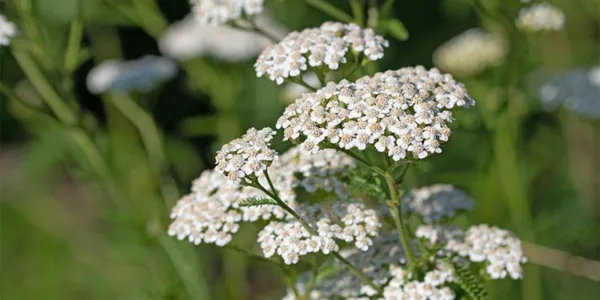 Medicinal Garden Kit: Grow 10 Healing Herb Seeds Dr. Apelian