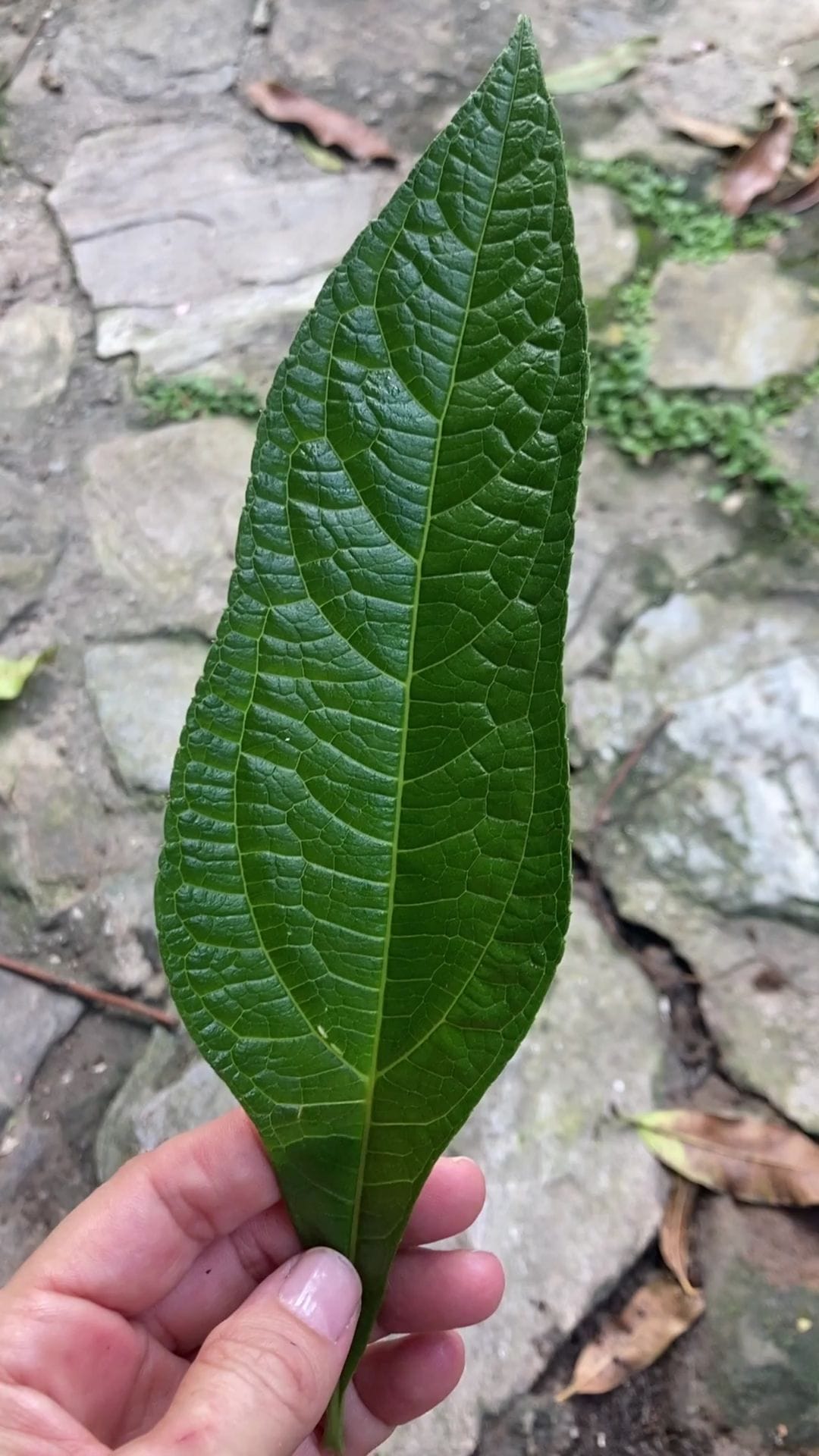 10 Surprising Truths About Zebapique for Coughs & Colds